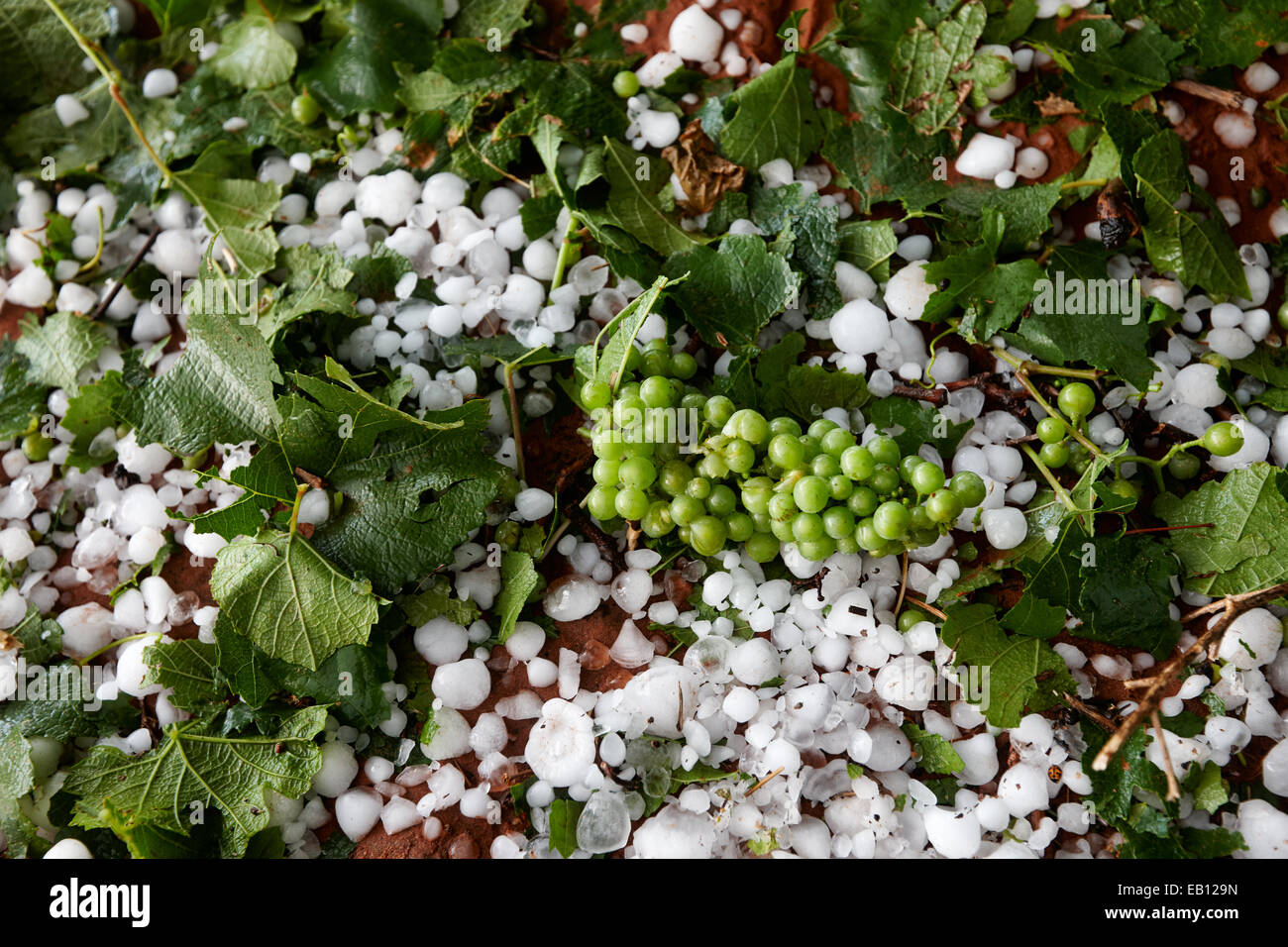 A severe hail storm swept across a wine grape vineyard Ellerslie, North ...