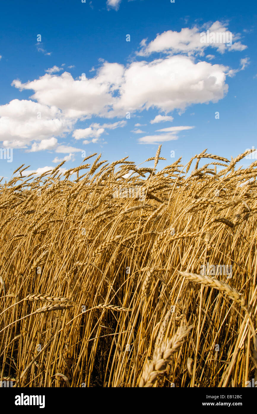 Scenic fields of golden summer wheat in Southern Alberta Canada Stock ...