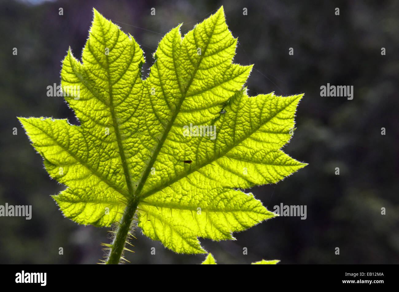 Close up of a devil's club leaf in the Ross Creek Cedars Research ...