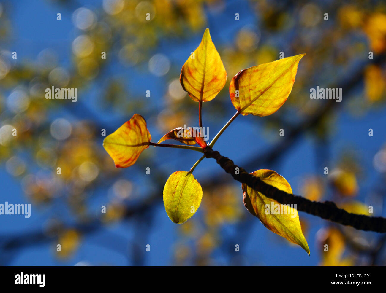 Cottonwood leaves hi-res stock photography and images - Alamy