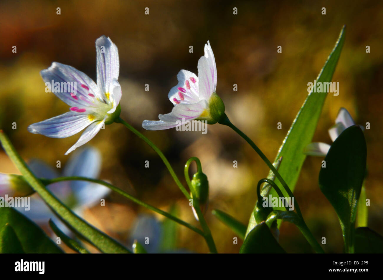 Claytonia lanceolata hi-res stock photography and images - Alamy