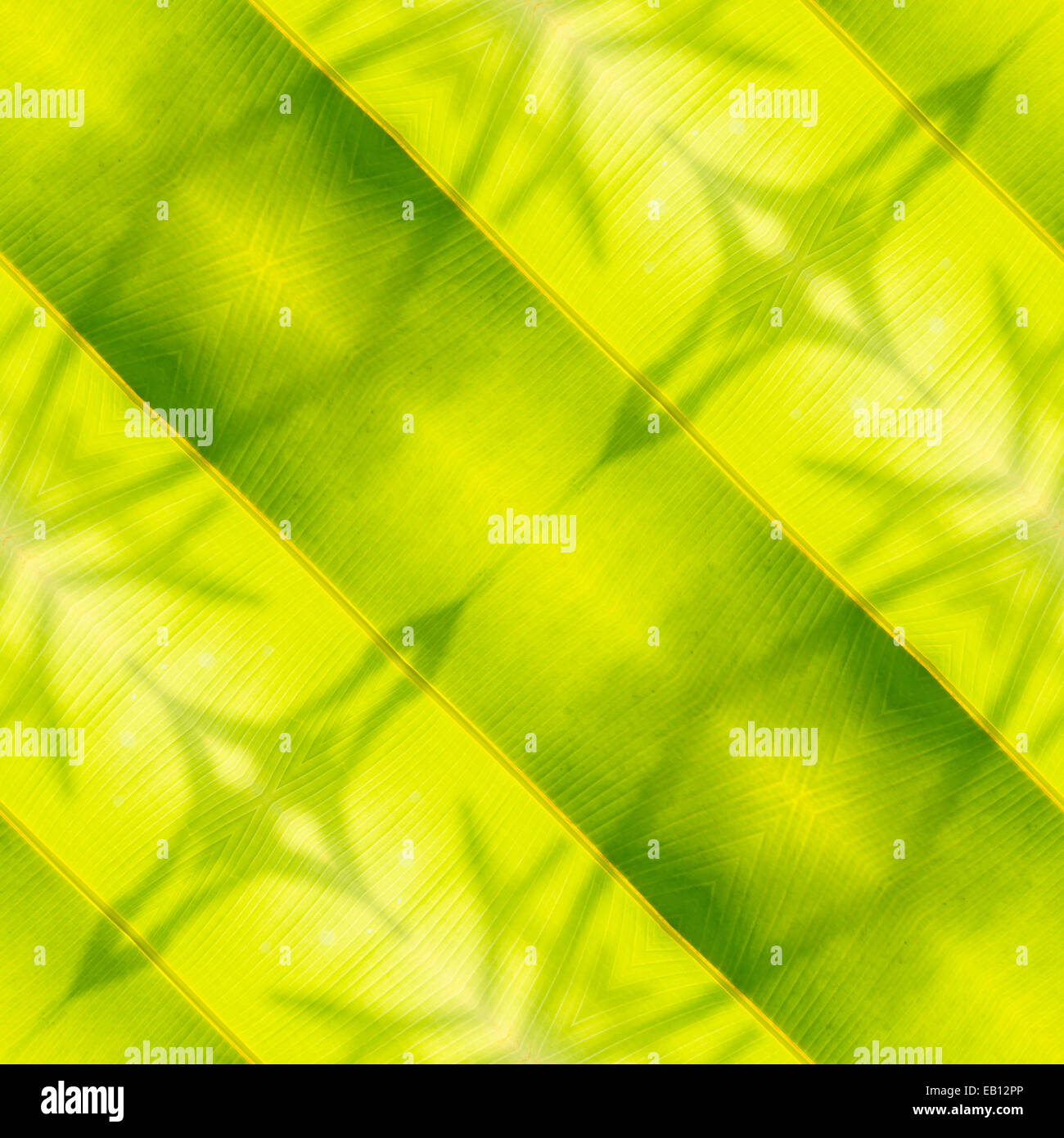 nature green leaf texture decorative design pattern Stock Photo - Alamy