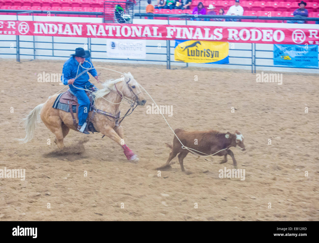 Cowboy Participating in a Calf roping Competition at the Indian ...