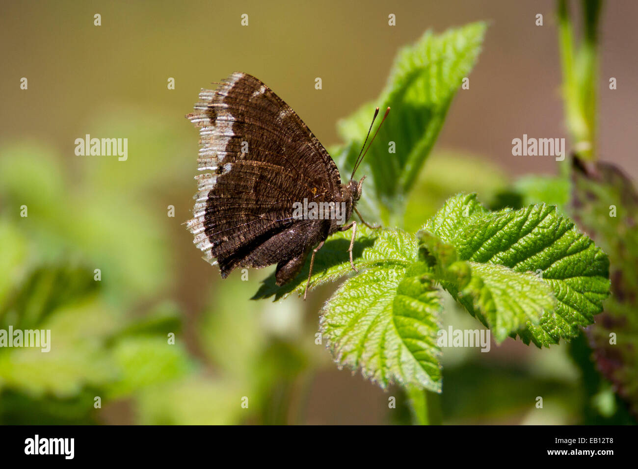Aged Mourning Cloak butterfly (Nymphalis antiopa) on plant at ...