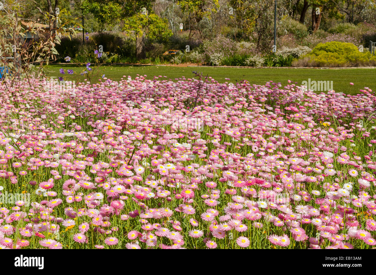 Perth wildflowers hi-res stock photography and images - Alamy