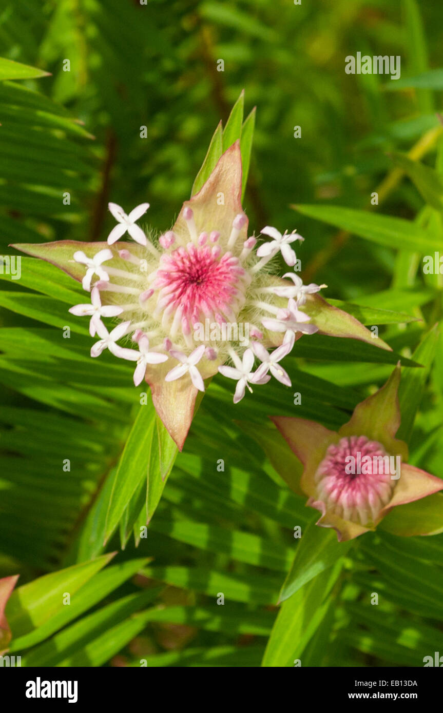 Bunjong pimelea spectabilis hi-res stock photography and images - Alamy