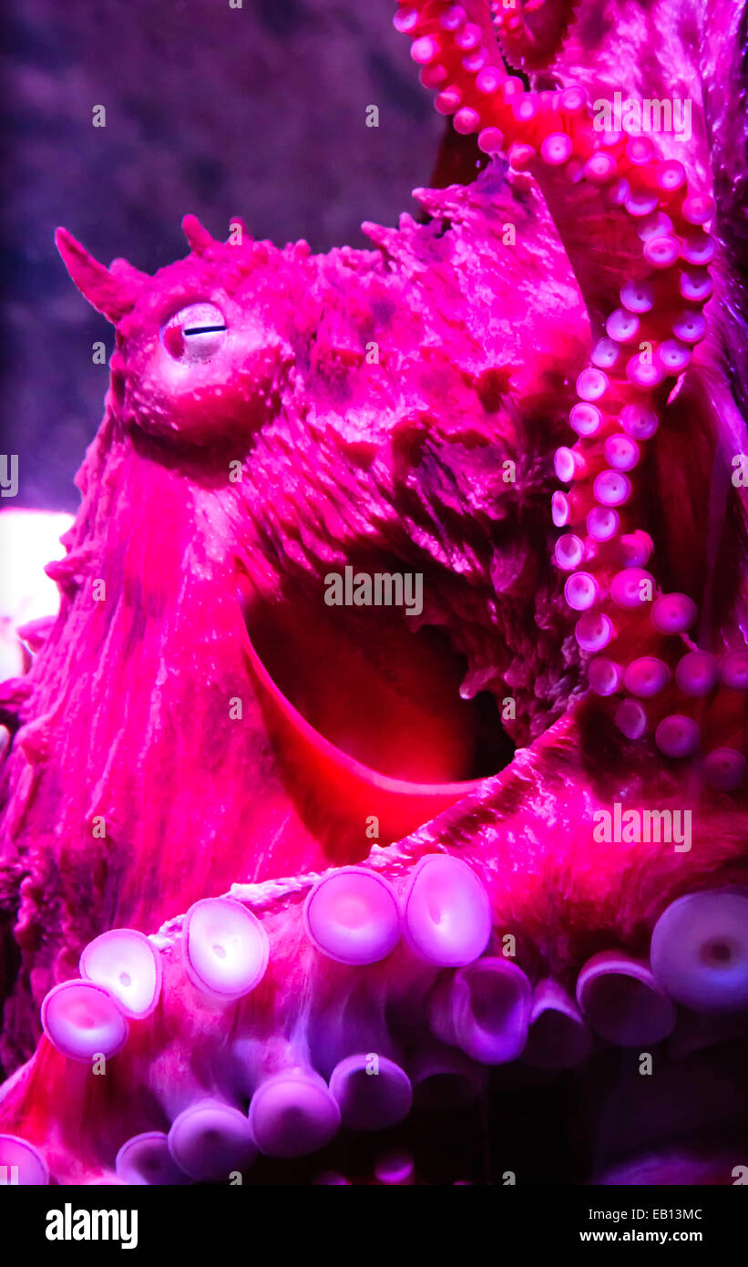 Giant pacific octopus hi-res stock photography and images - Alamy