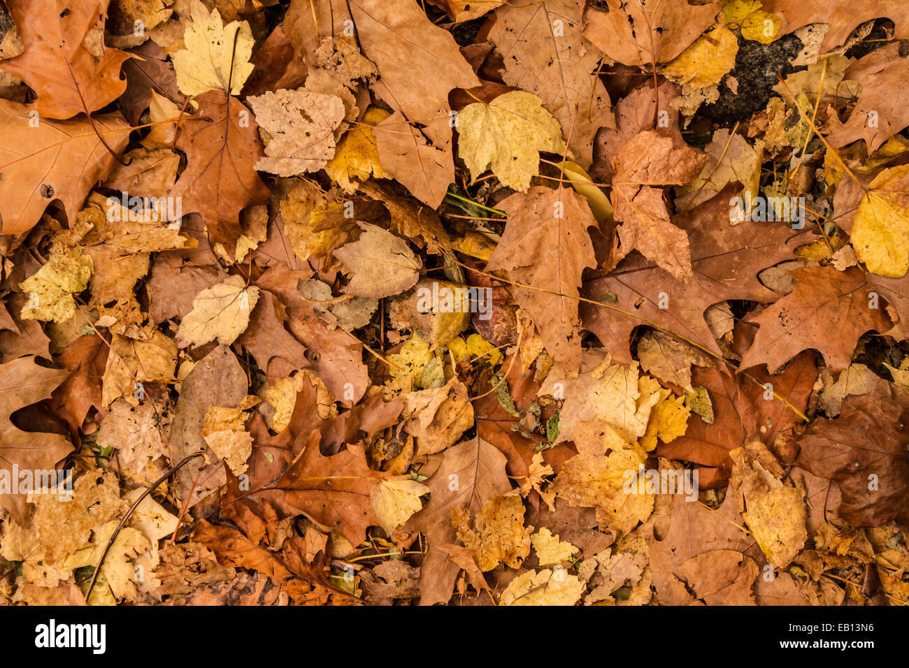 A golden autumn leaves background Stock Photo - Alamy