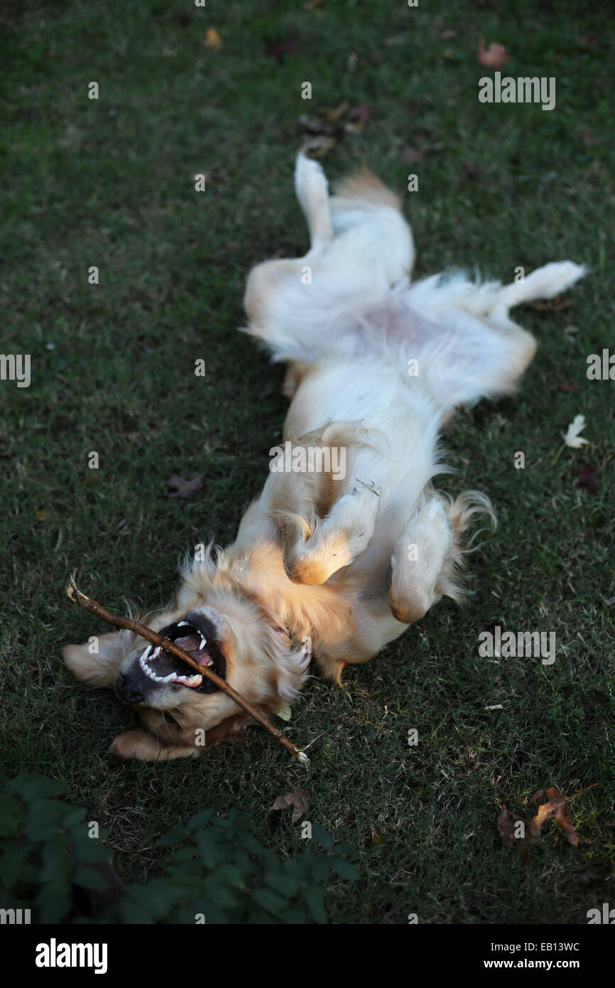 Golden Retriever Sleeping On Back