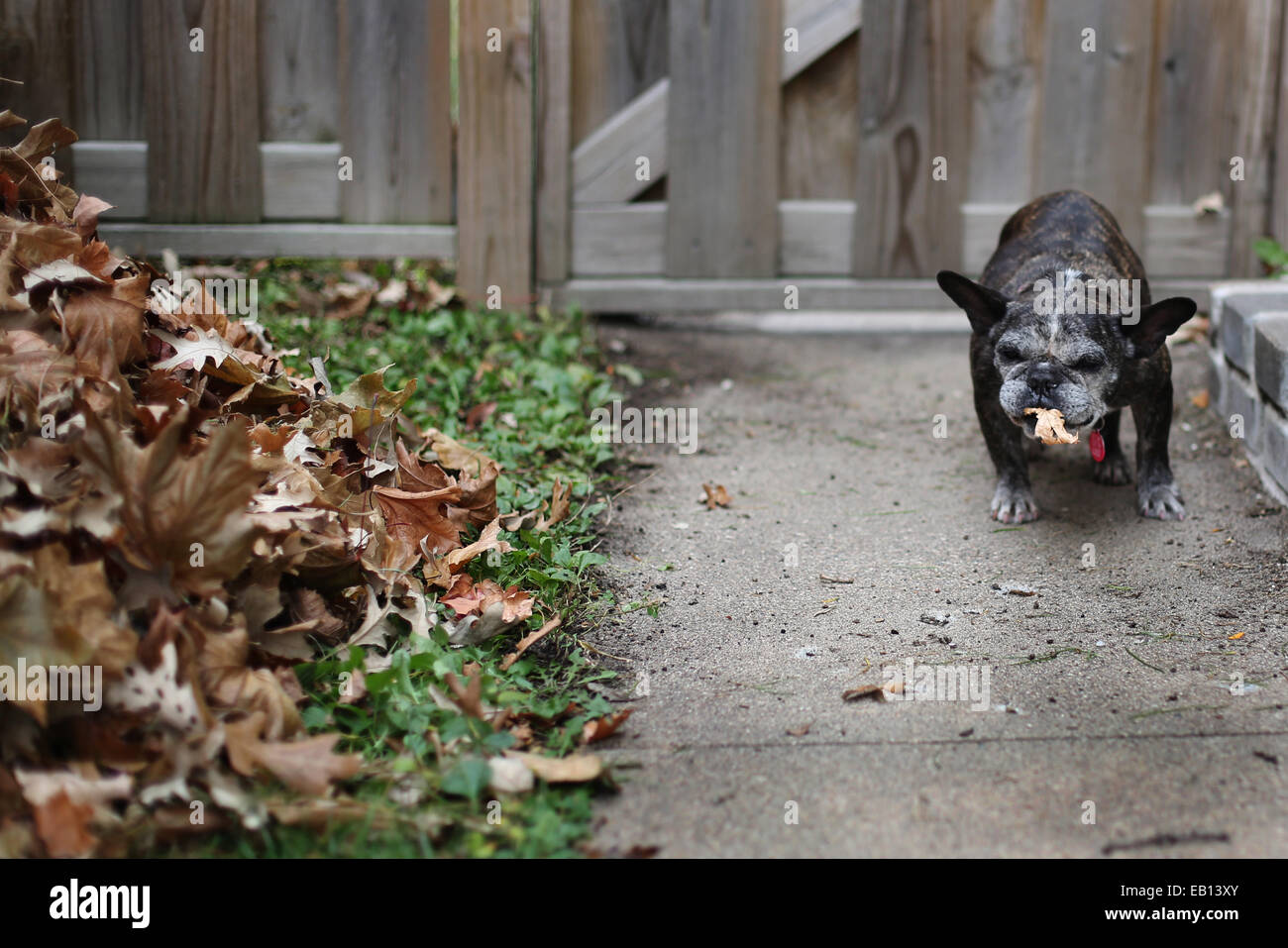 A cute old French bulldog carrying a leaf in her mouth, next to a pile ...