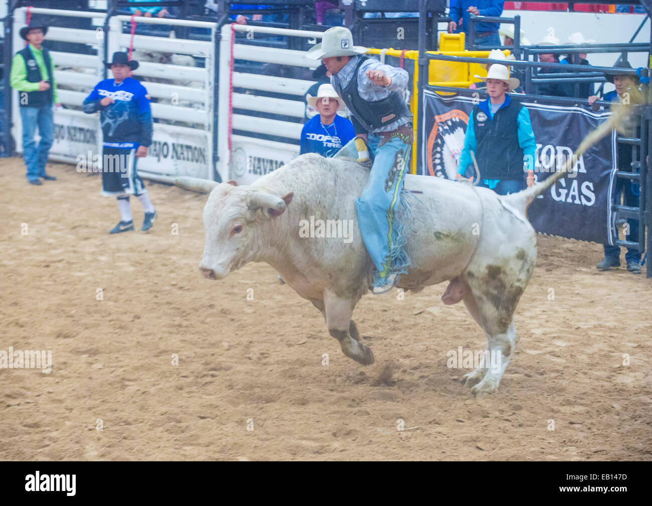 Cowboy Participating in a Bull riding Competition at the Indian ...