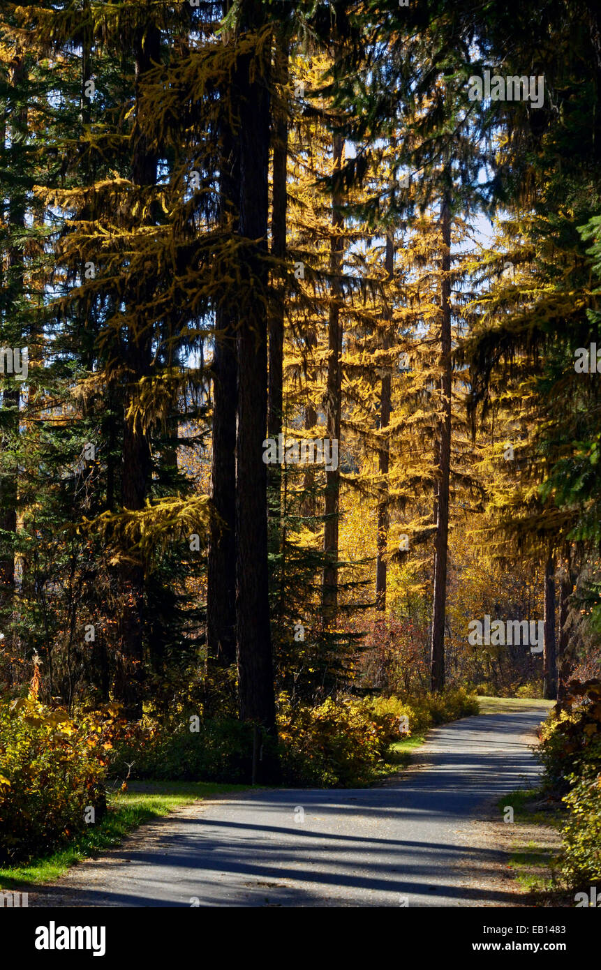 Western larch in fall at Whitetail Campground. Yaak Valley Montana ...