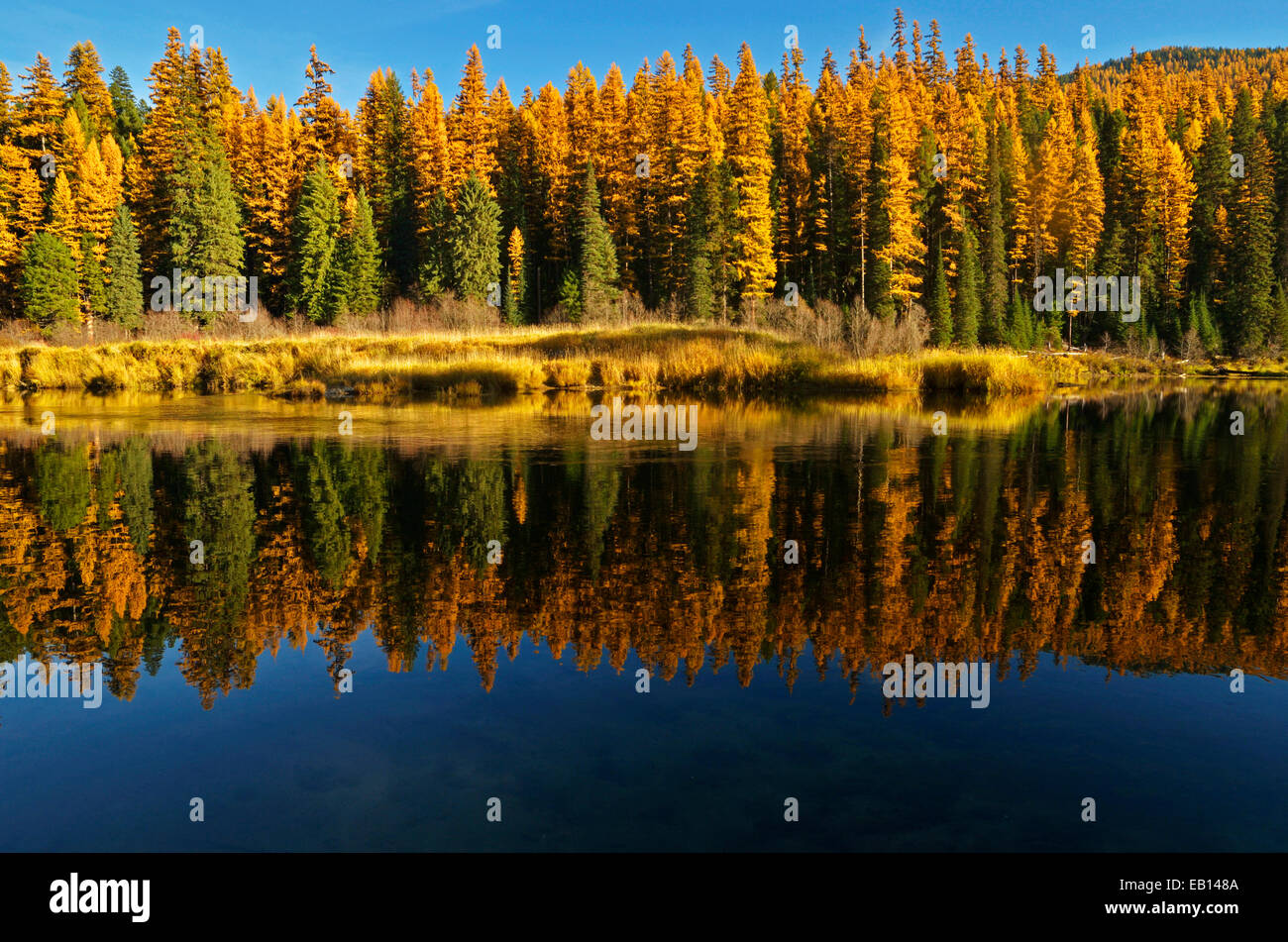 Yaak River and western larch in fall. Yaak Valley Montana. (Photo by ...