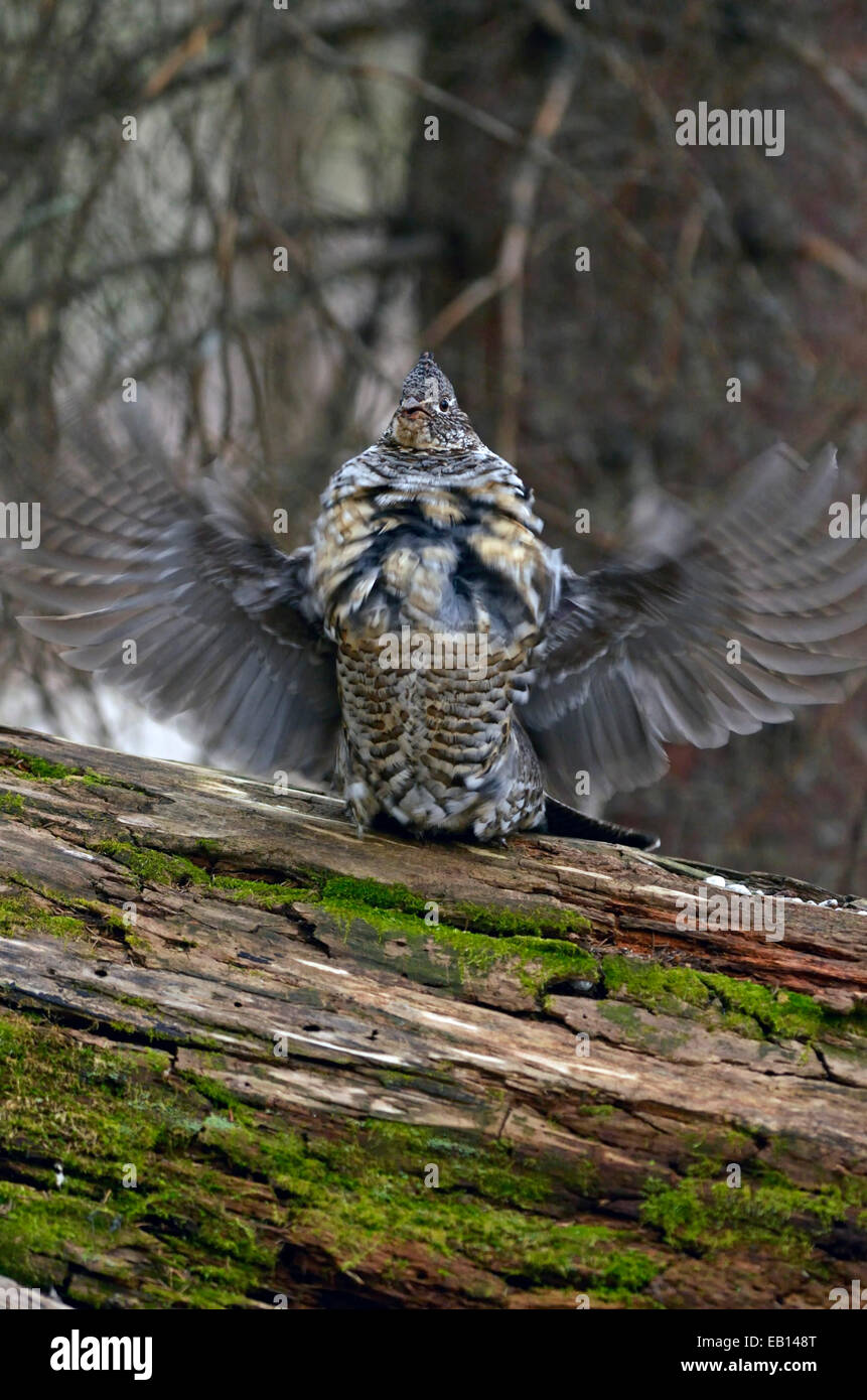 Ruffed grouse drumming on a log during mating season in spring. Yaak ...