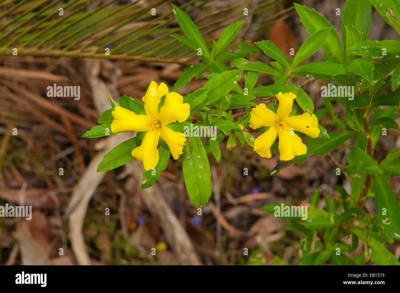 Hibbertia huegelii hi-res stock photography and images - Alamy