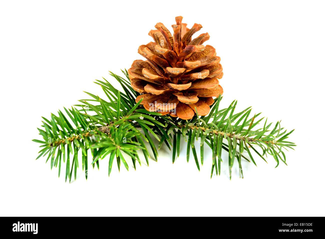 Branches christmas tree cones Cut Out Stock Images & Pictures - Alamy