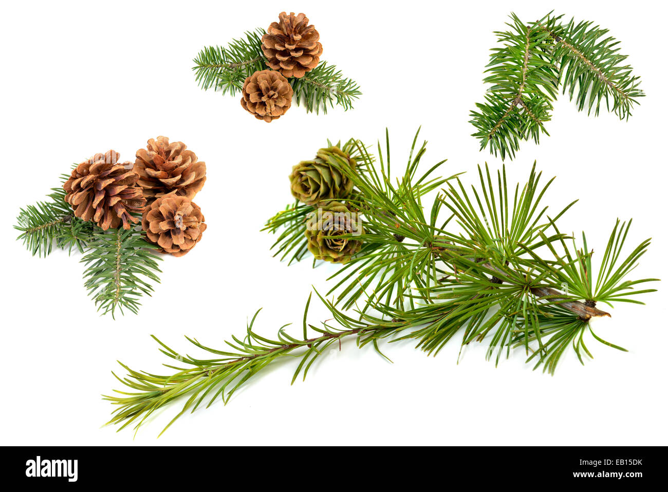 Branches christmas tree cones Cut Out Stock Images & Pictures - Alamy