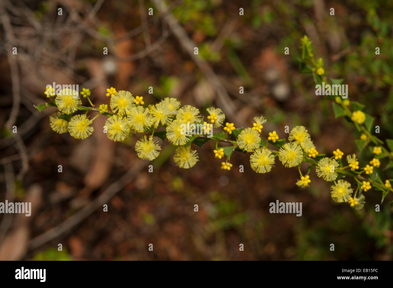 Wattle flower hi-res stock photography and images - Alamy