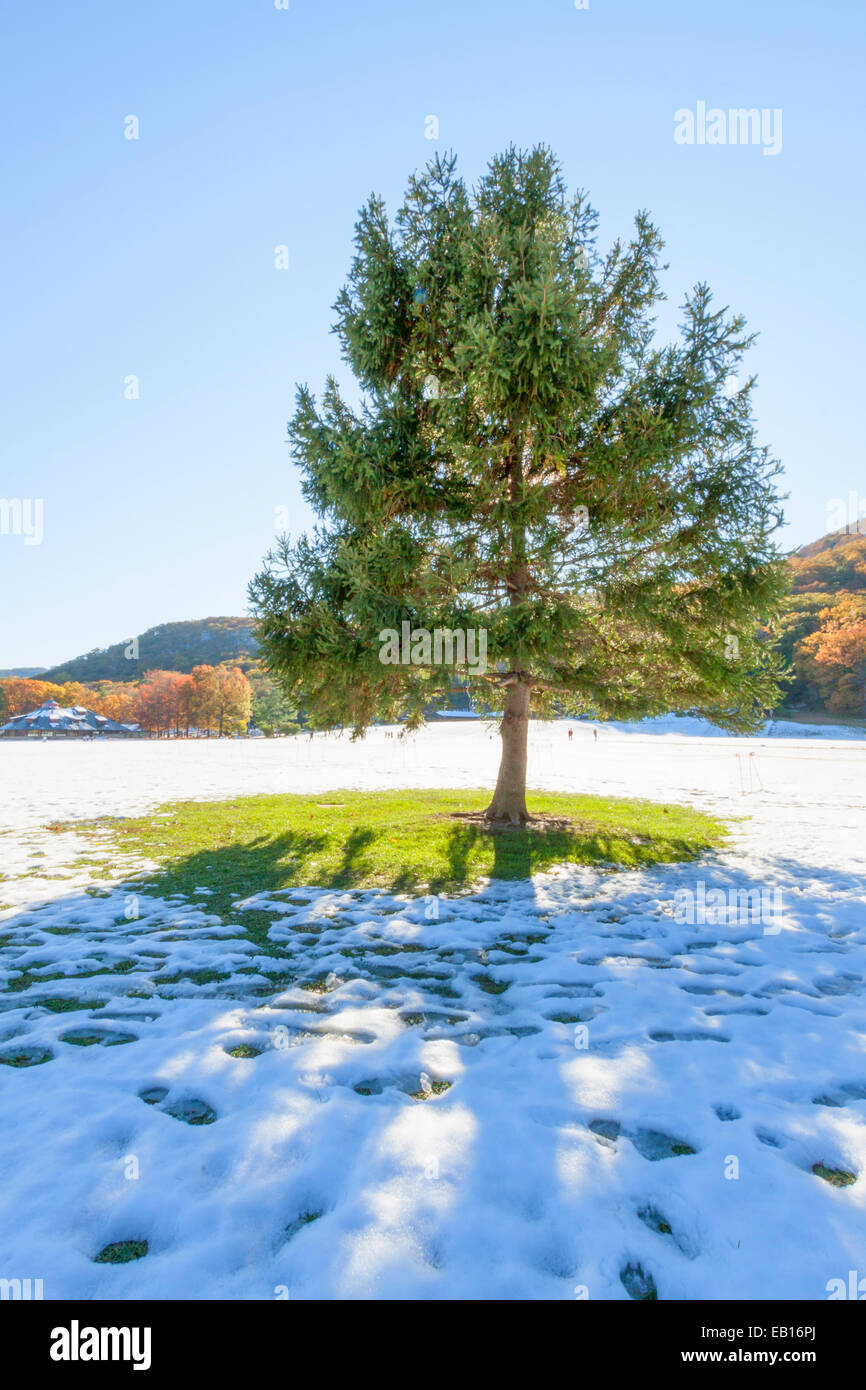 Beautiful christmas tree growing on the field, surrounded by snow Stock ...