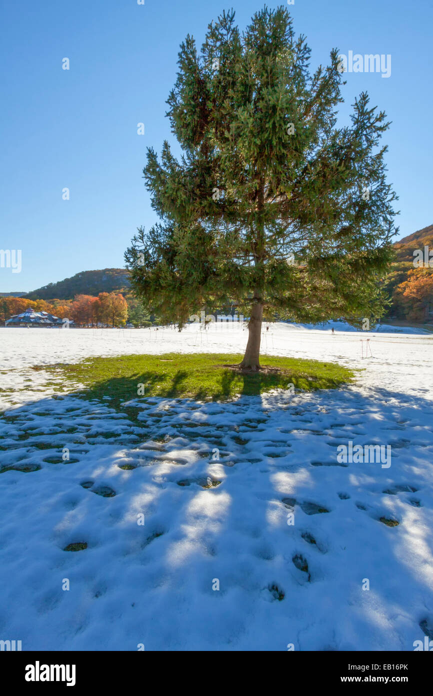 Beautiful christmas tree growing on the field, surrounded by snow Stock ...