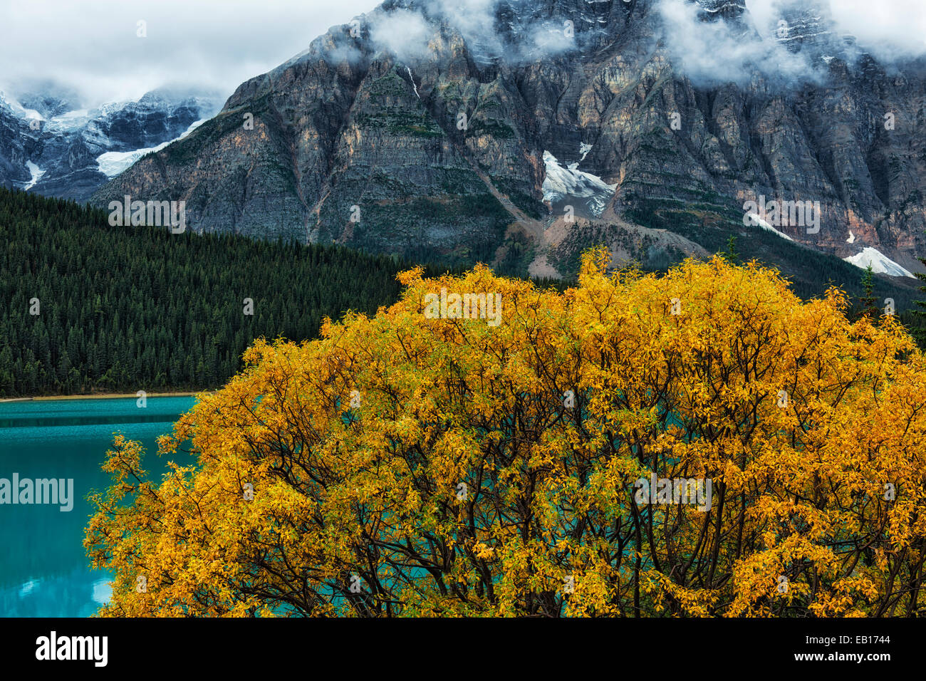 Autumn changing willow tree at Waterfowl Lake with Mt Chephren in ...