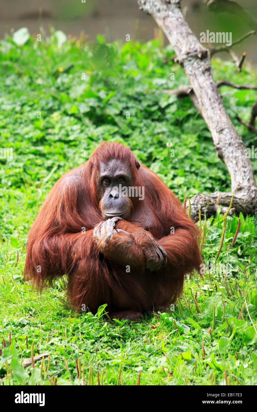 Female Bornean orangutan Stock Photo - Alamy
