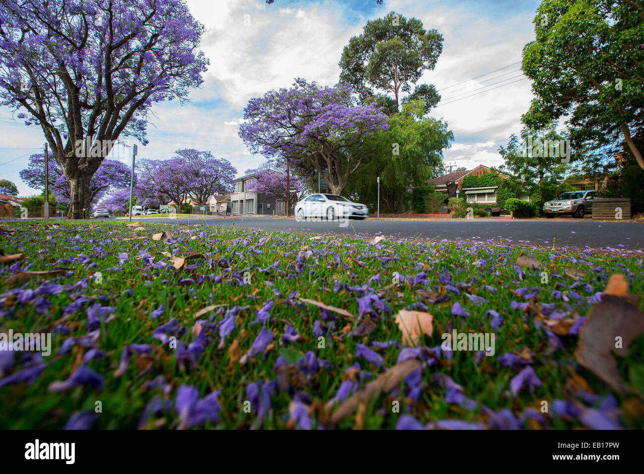 Adelaide, Australia. 21st Nov, 2014. Purple flowers of Jacaranda ...