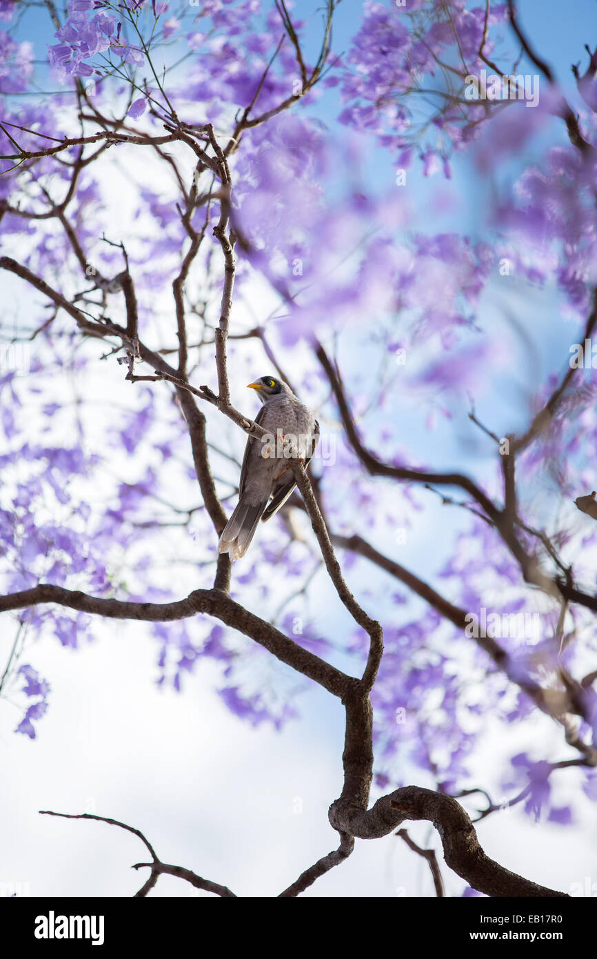 Adelaide, Australia. 21st Nov, 2014. Purple flowers of Jacaranda ...