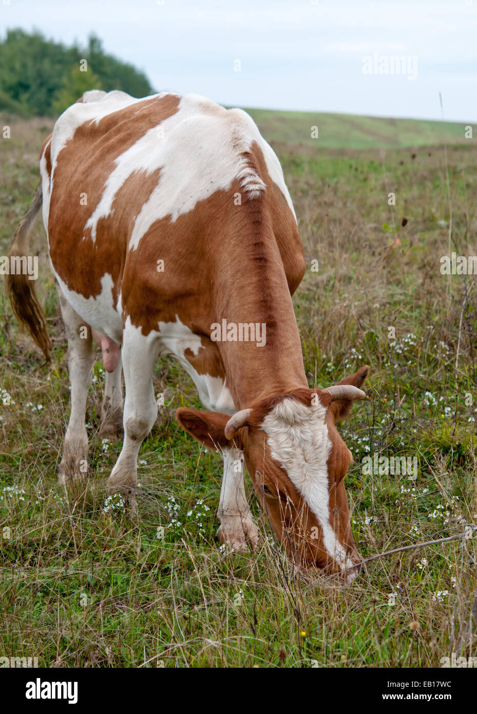 a cow pastures. Close up Stock Photo - Alamy