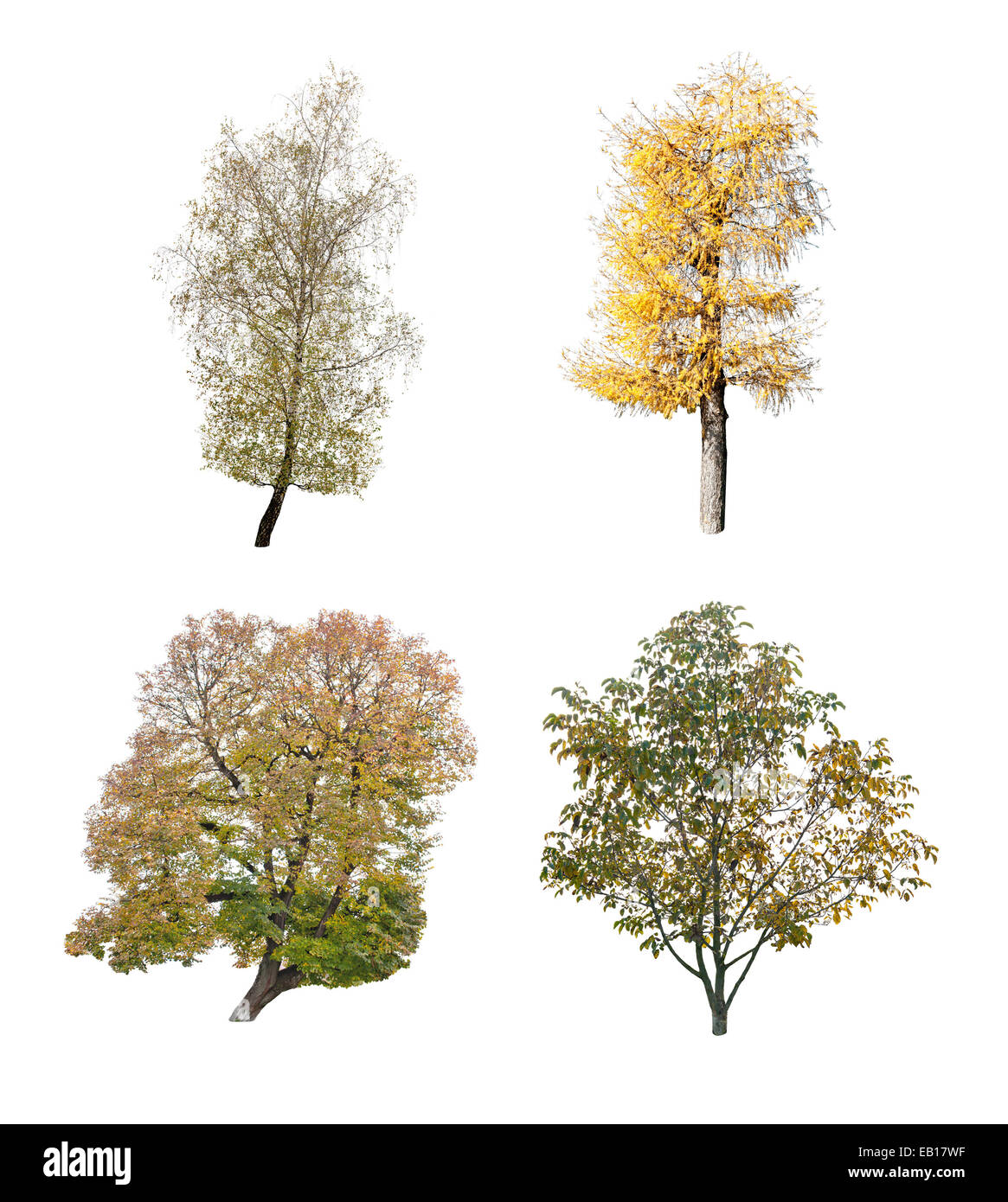 four trees isolated on white Stock Photo - Alamy