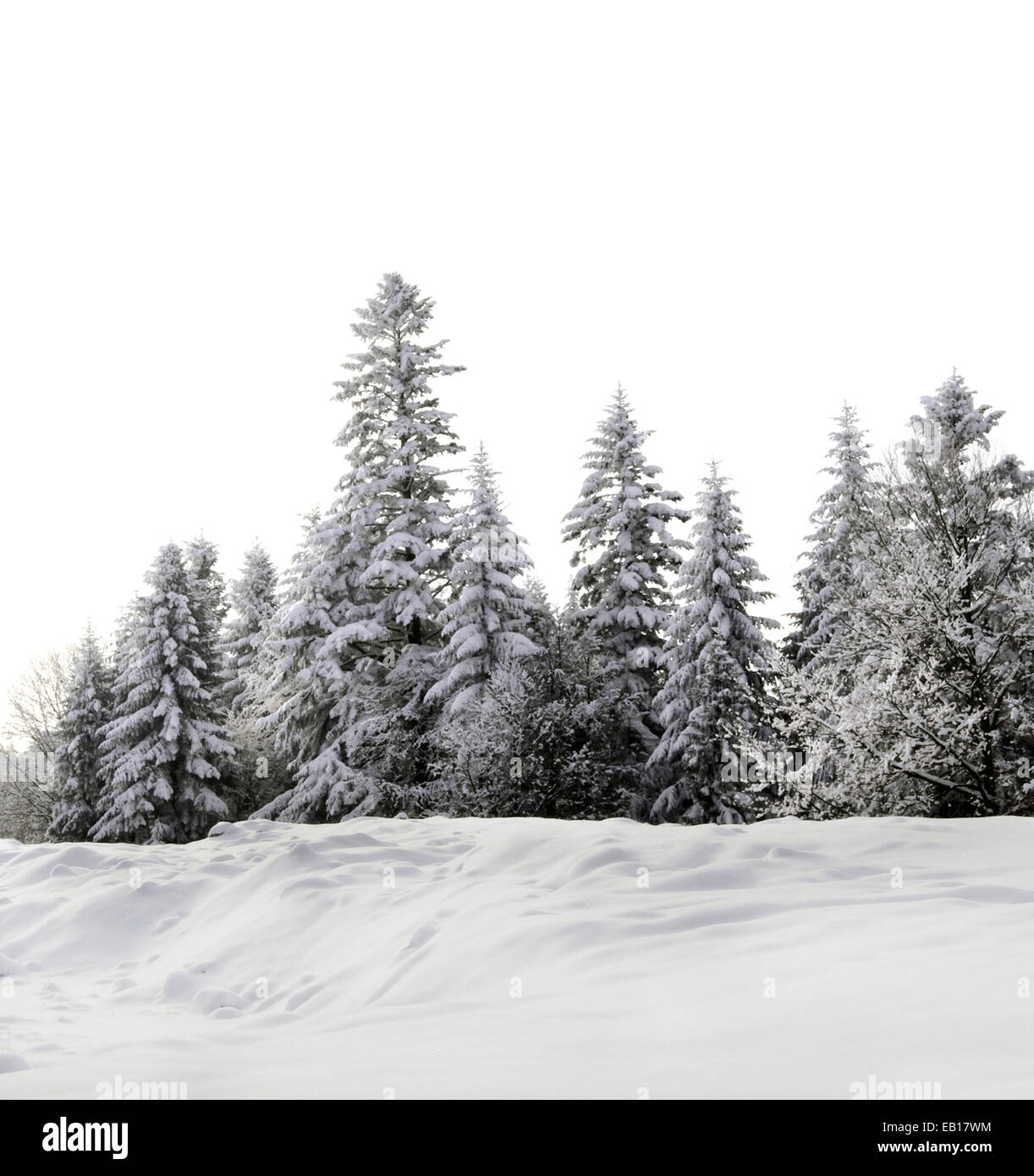 group of frosty spruce trees in snow isolated on white Stock Photo - Alamy