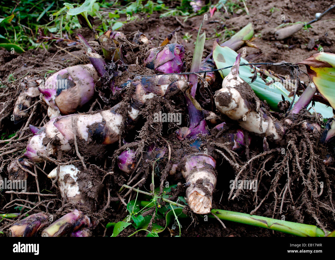 roots flowers on a harvested field Stock Photo - Alamy