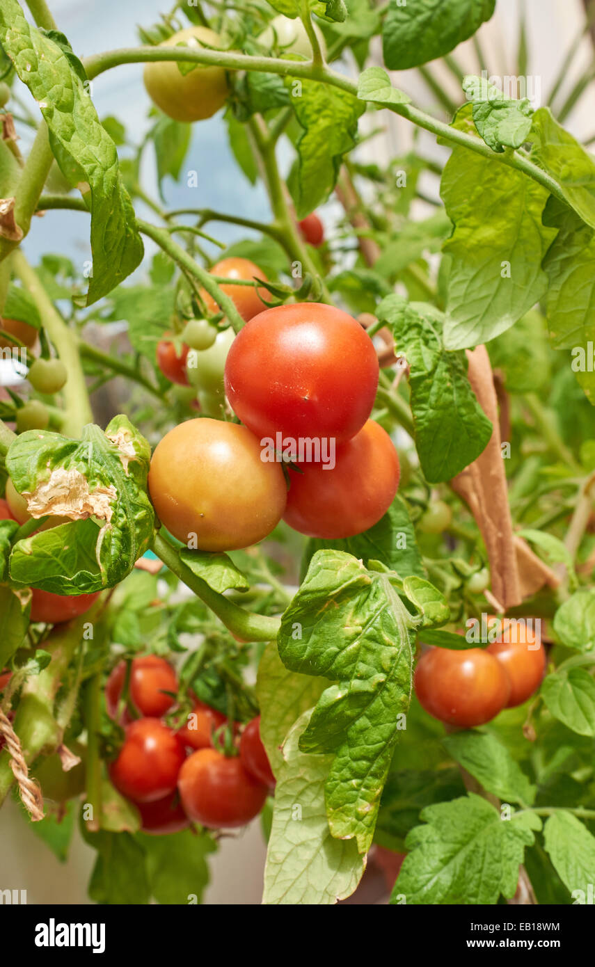 Ripe fresh tomatoes growing on the vine Stock Photo - Alamy