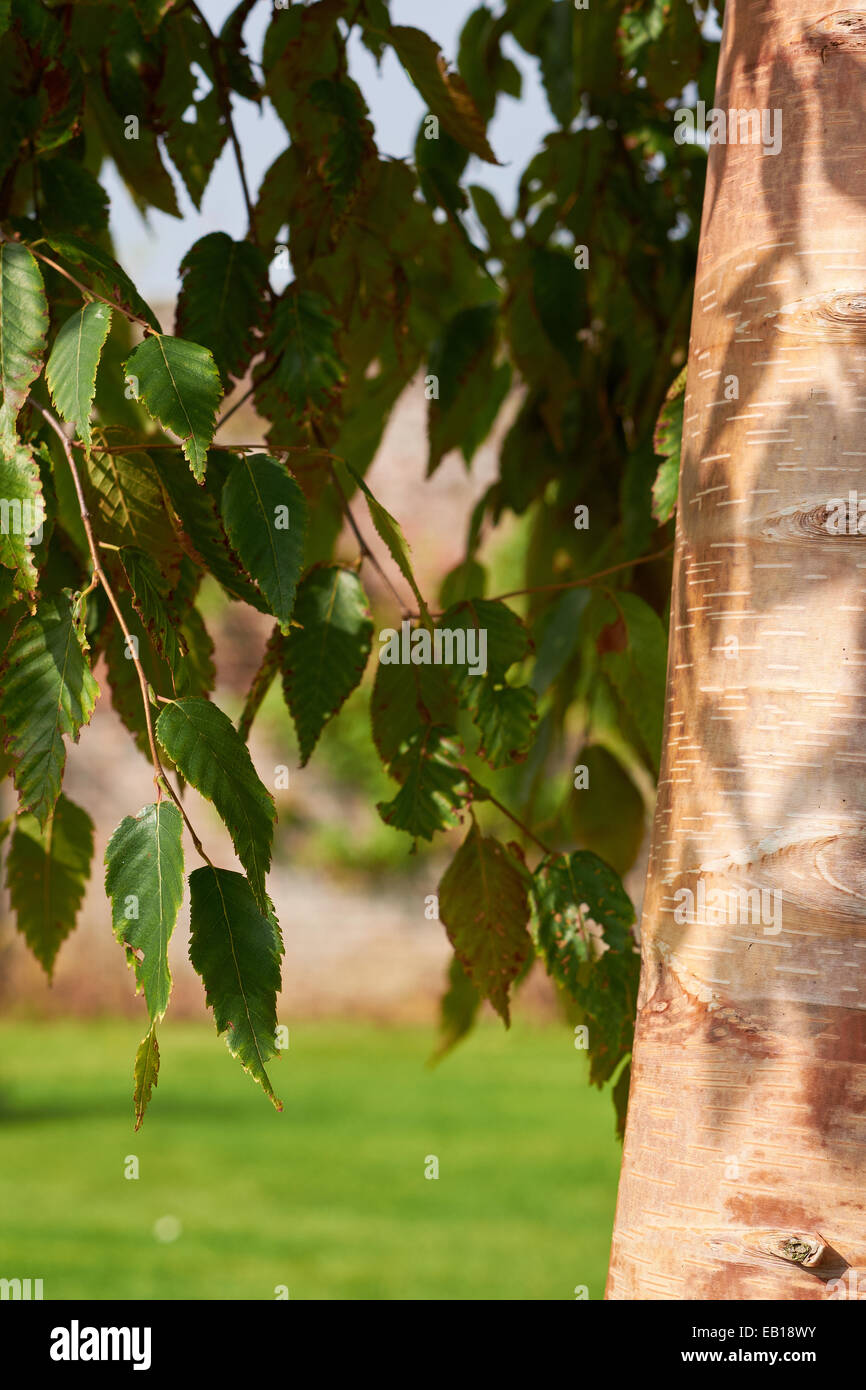 Dappled sunlight on a tree trunk in Autumn just before the leaves ...