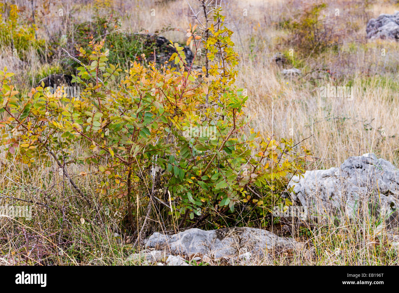 Autumn View of the Krizevac (Cross) Mountain in Medjugorje in Bosnia ed ...