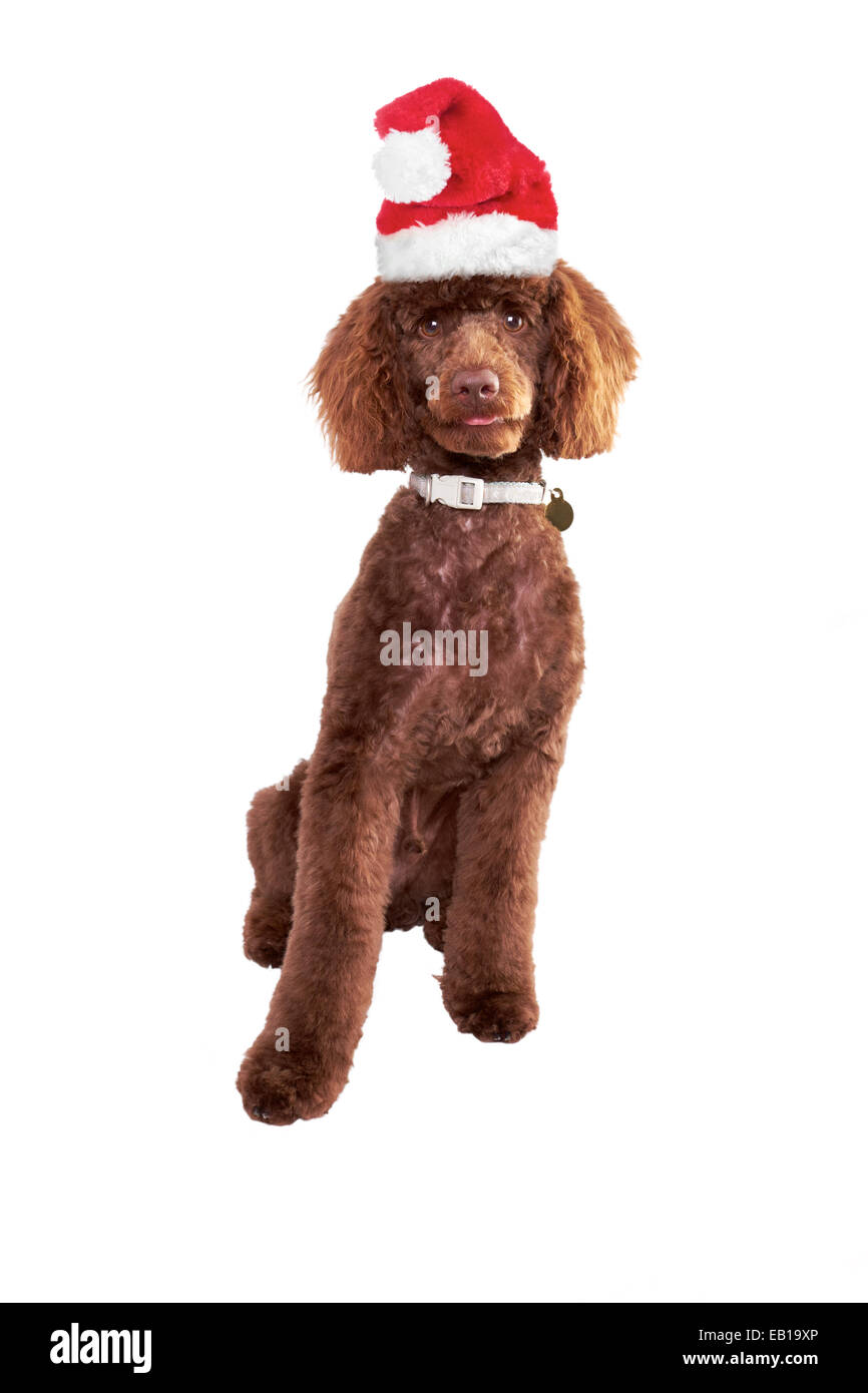 A chocolate miniature Poodle wearing a Christmas hat isolated on a ...