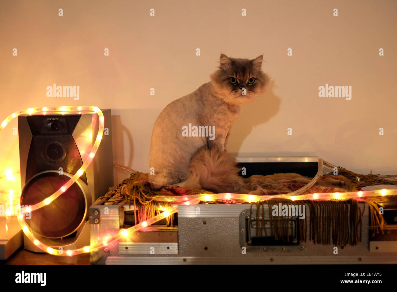 A cat over a Hi Fi Stereo system Stock Photo - Alamy