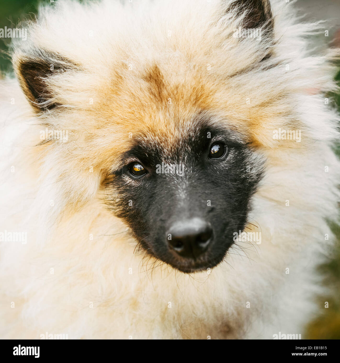 Gray Keeshound, Keeshond, Keeshonden Dog (German Spitz) Wolfspitz Close ...