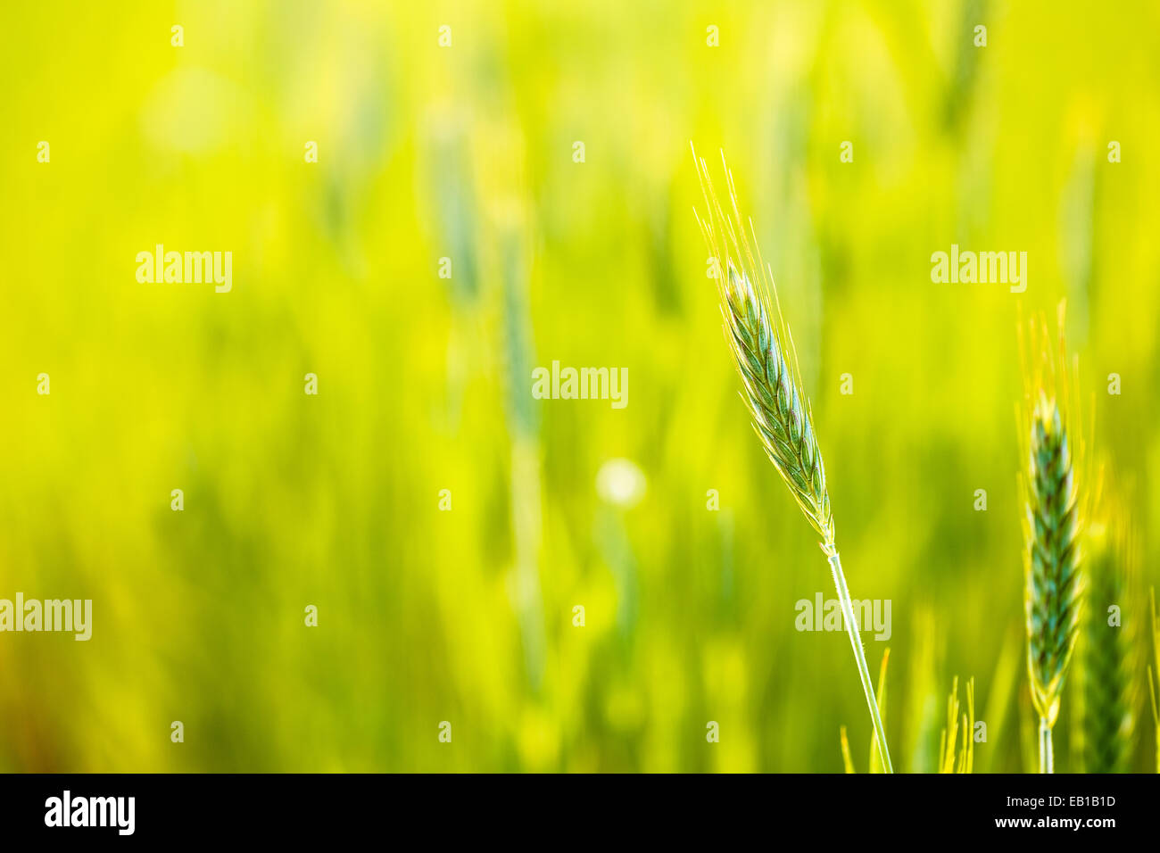Green Wheat In Field At Sunset. Late Spring, Early Summer Stock Photo ...