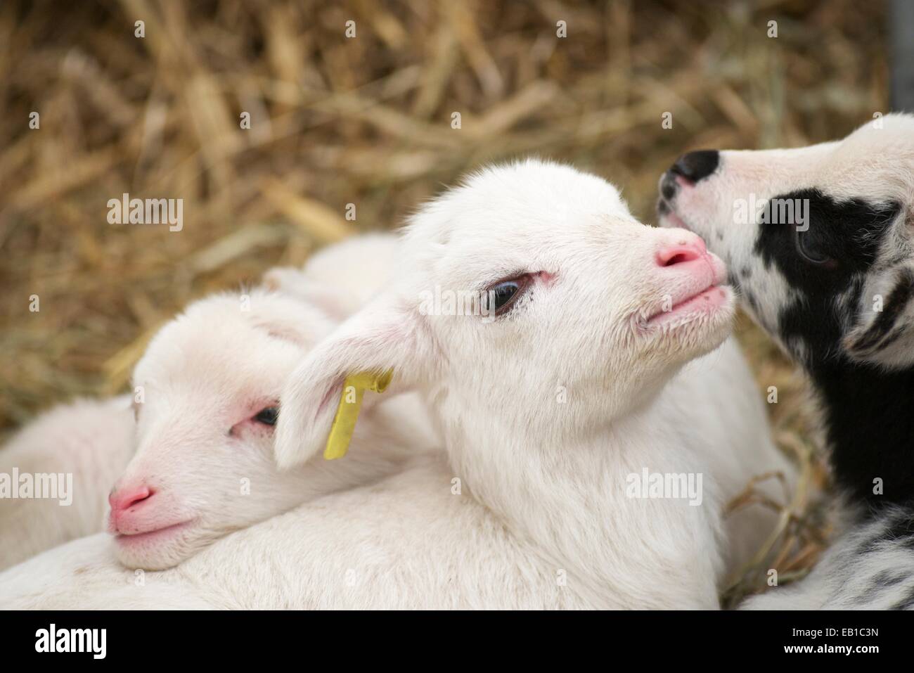 Close-up of a little lamb Stock Photo - Alamy