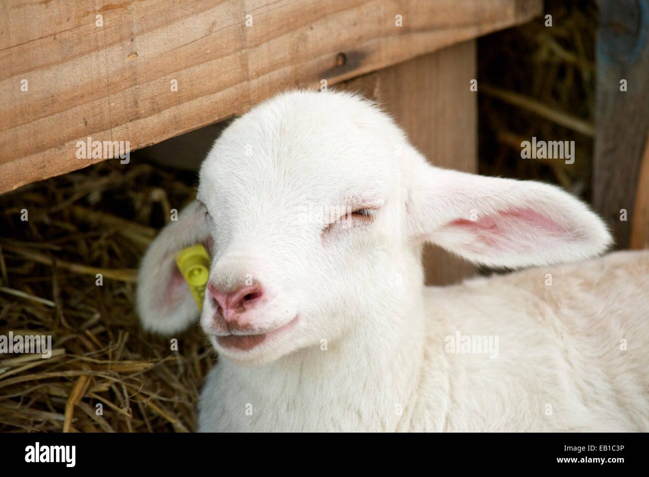 Close-up of a little lamb Stock Photo - Alamy
