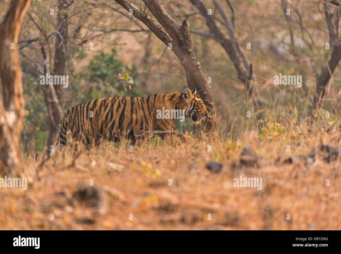 A young tiger cub walking through the dry bush forests of Ranthambore ...