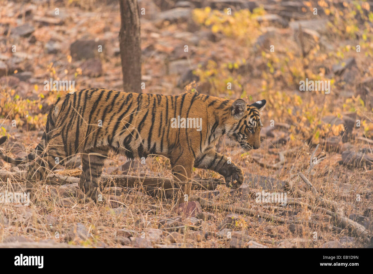 A young tiger cub walking through the dry bush forests of Ranthambore ...