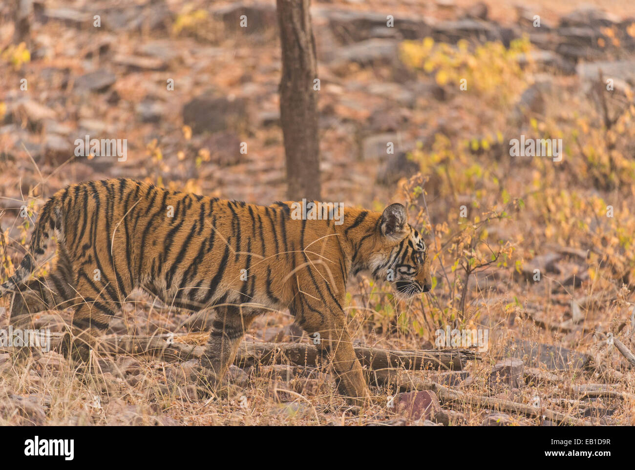 A young tiger cub walking through the dry bush forests of Ranthambore ...