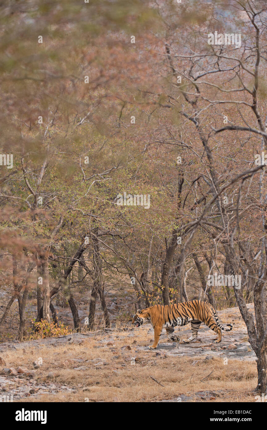 Tiger walking through forest hi-res stock photography and images - Alamy
