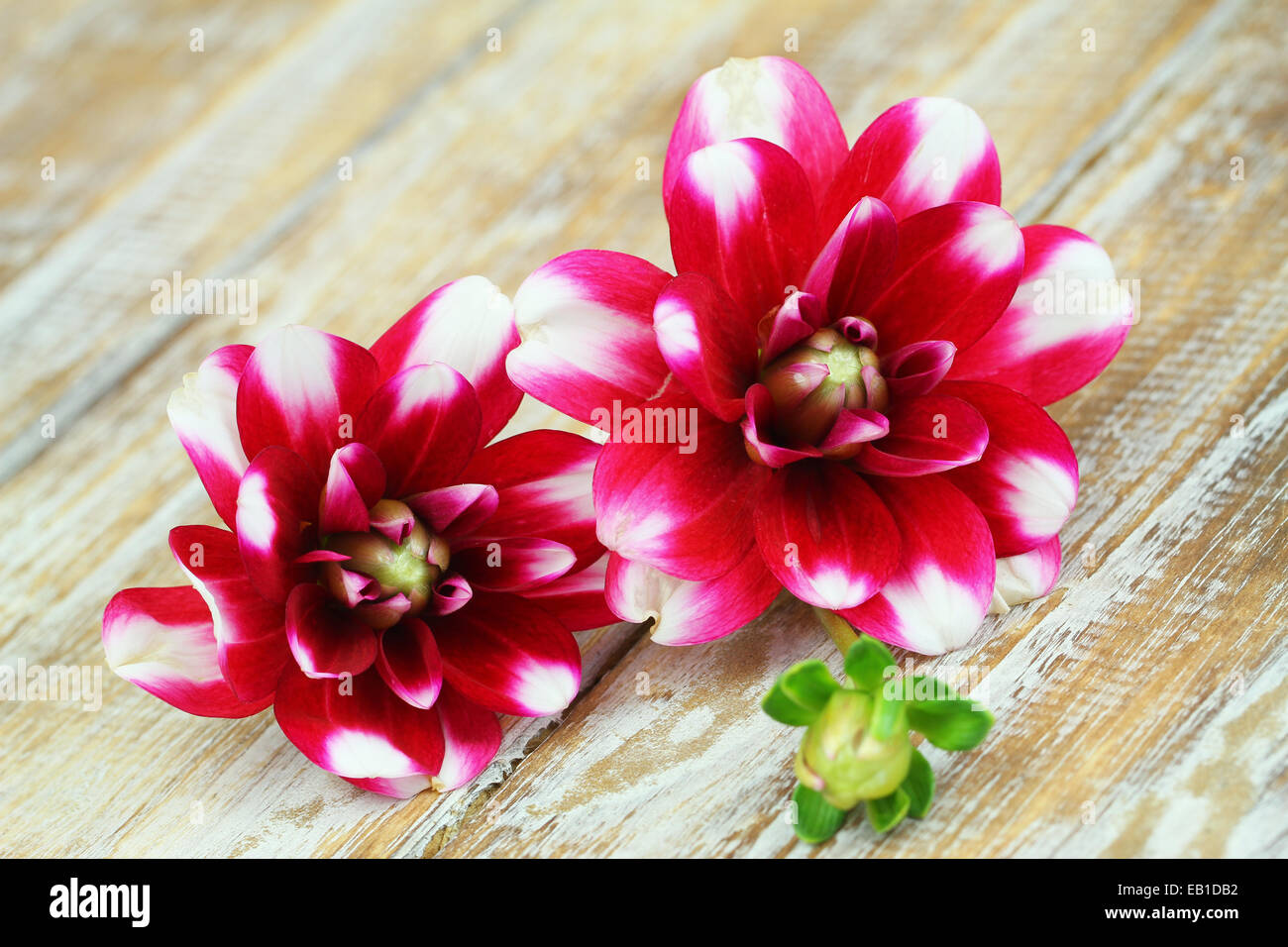Dalia flowers on rustic wooden surface Stock Photo - Alamy