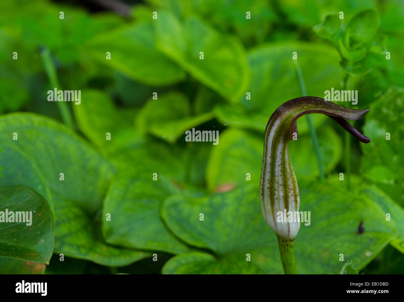 a small bud Stock Photo - Alamy
