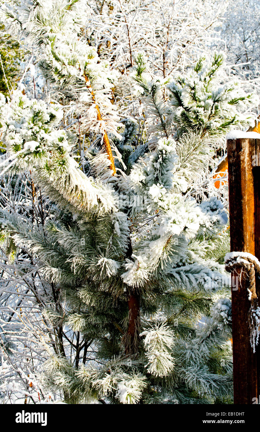 Winter pine tree cover with snow Stock Photo - Alamy