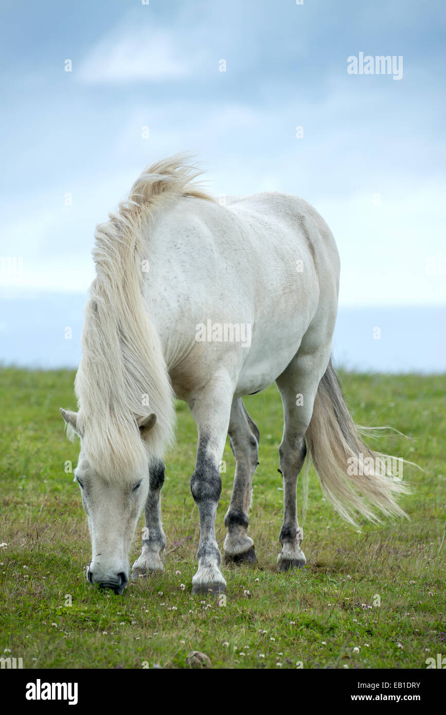 Dramatic horse head hi-res stock photography and images - Alamy