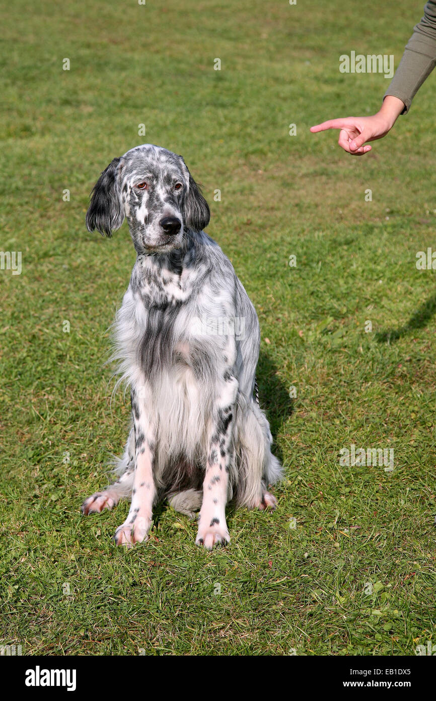English garden grass hi-res stock photography and images - Alamy